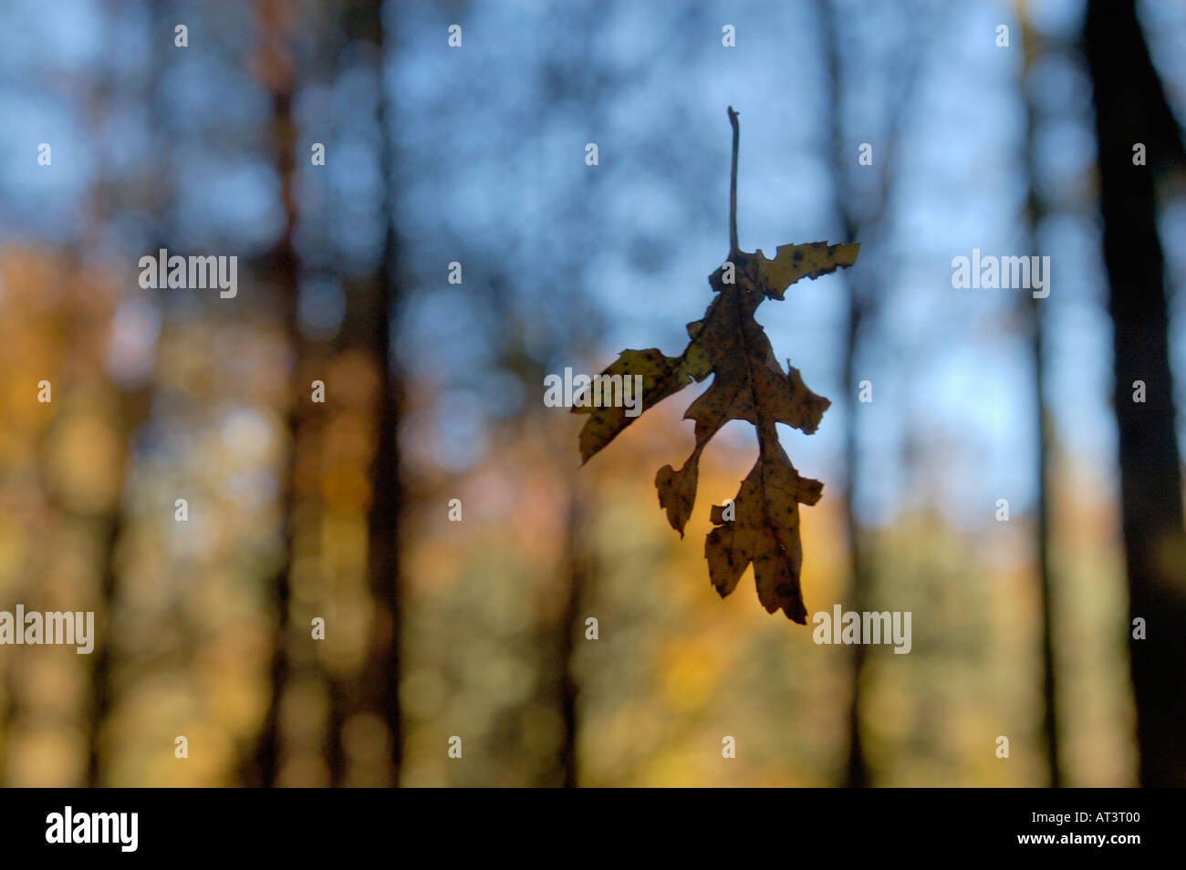 Fallendes blatt hi-res stock photography and images - Alamy