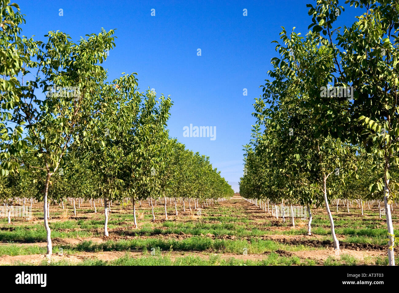 An orchard of young walnut trees in Glenn, California Stock Photo - Alamy