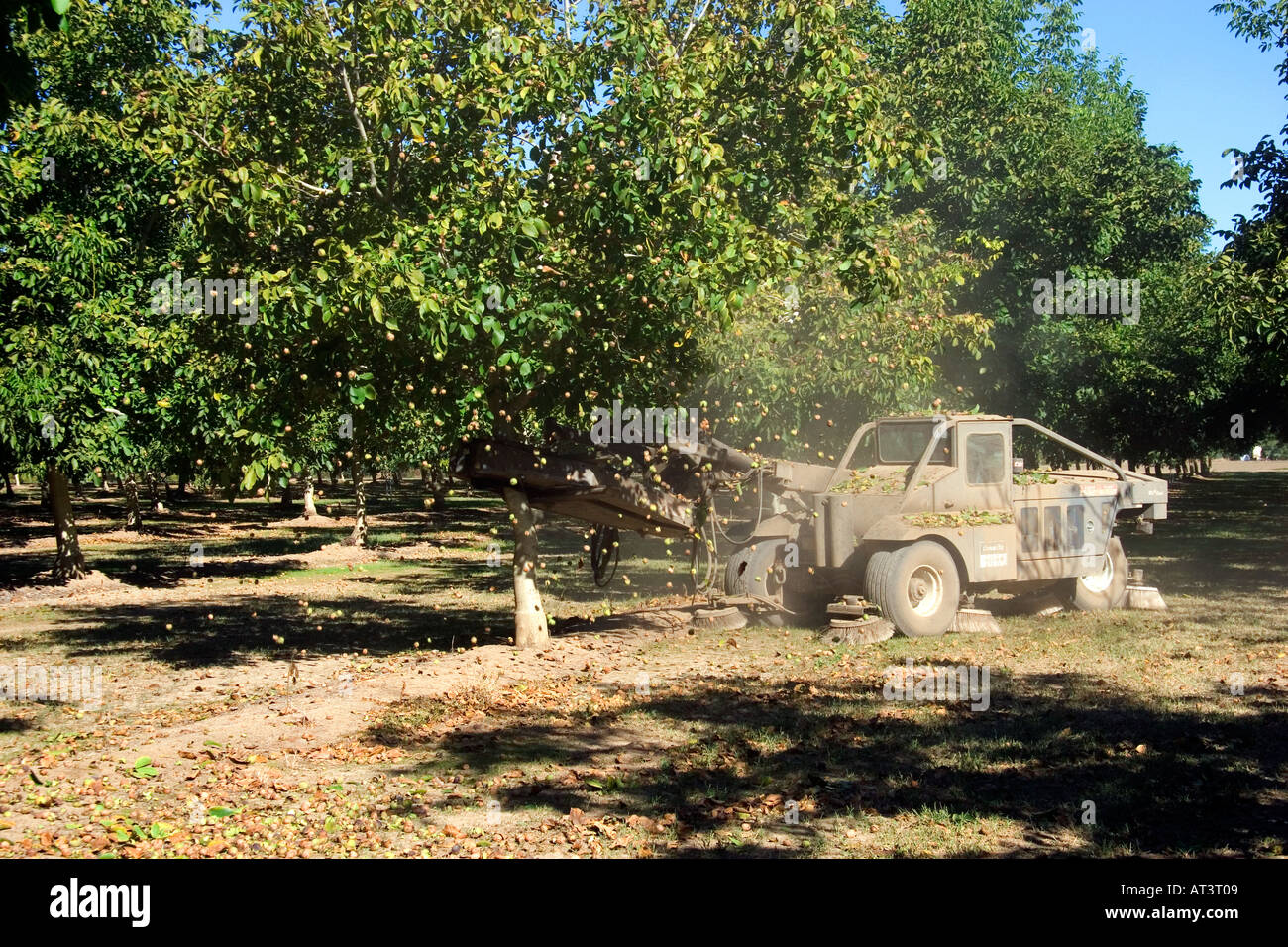 Tree shaker nuts hi-res stock photography and images - Alamy