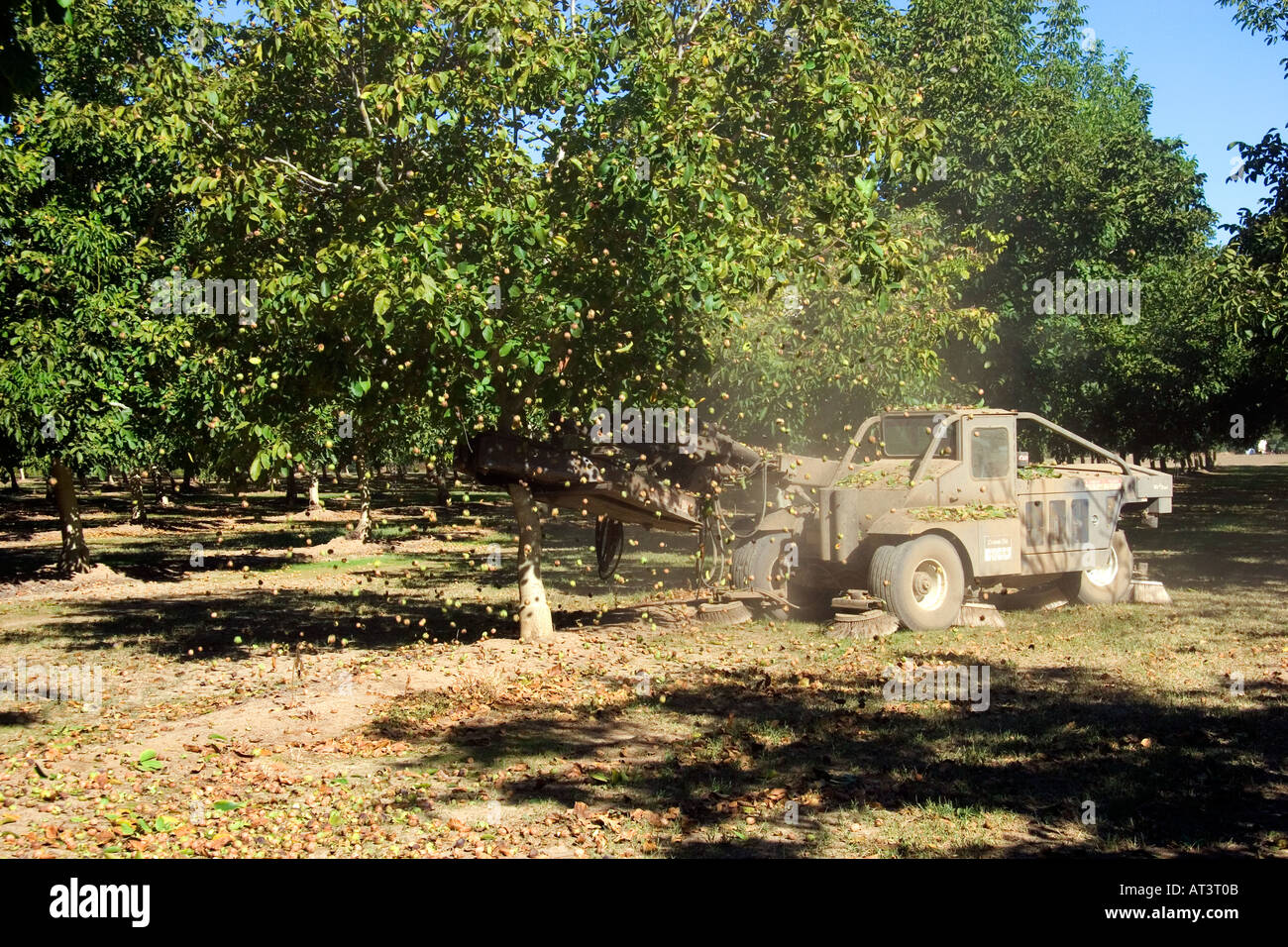 Tree shaker nuts hi-res stock photography and images - Alamy