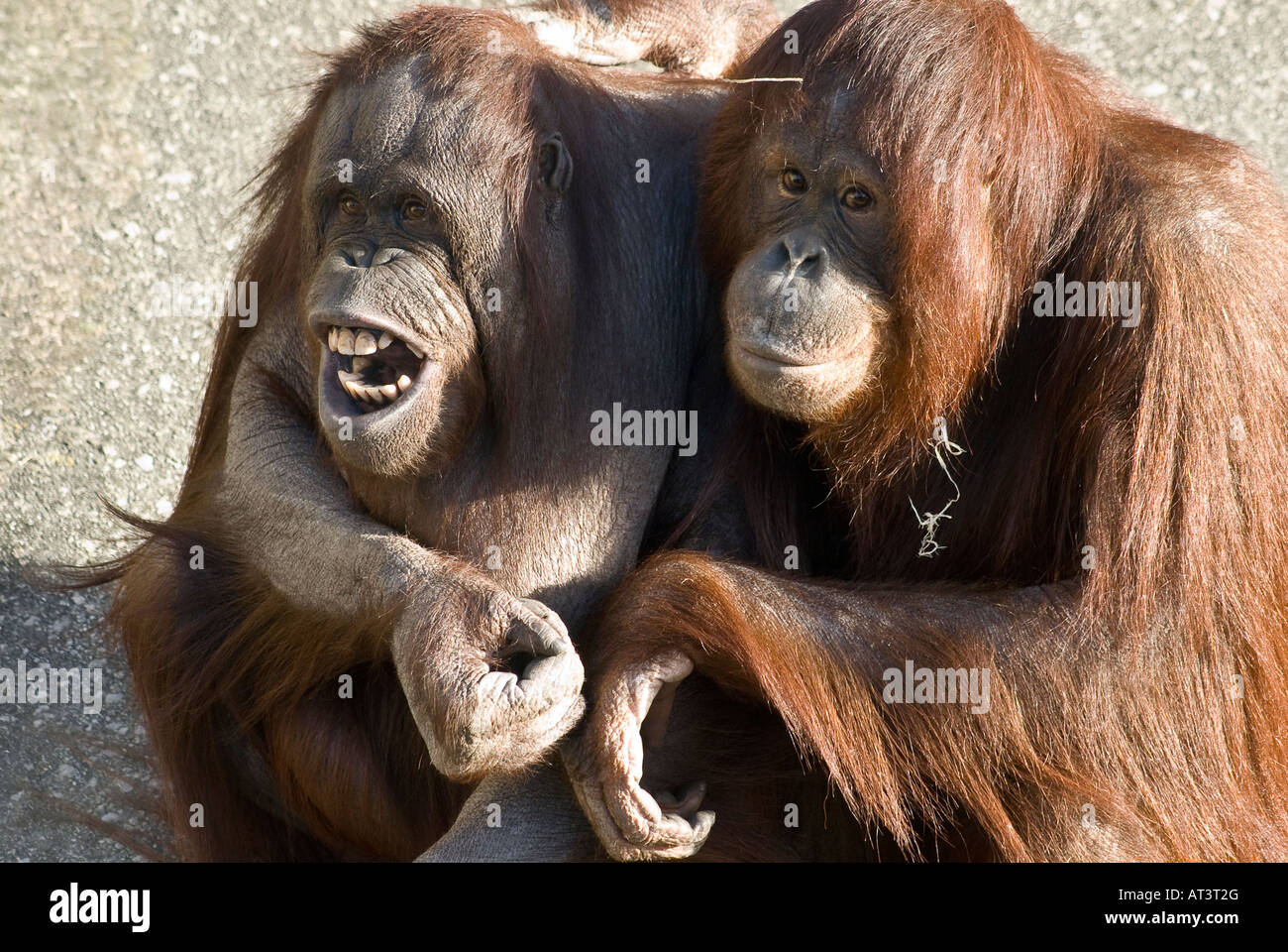Endangered orangutans hi-res stock photography and images - Alamy