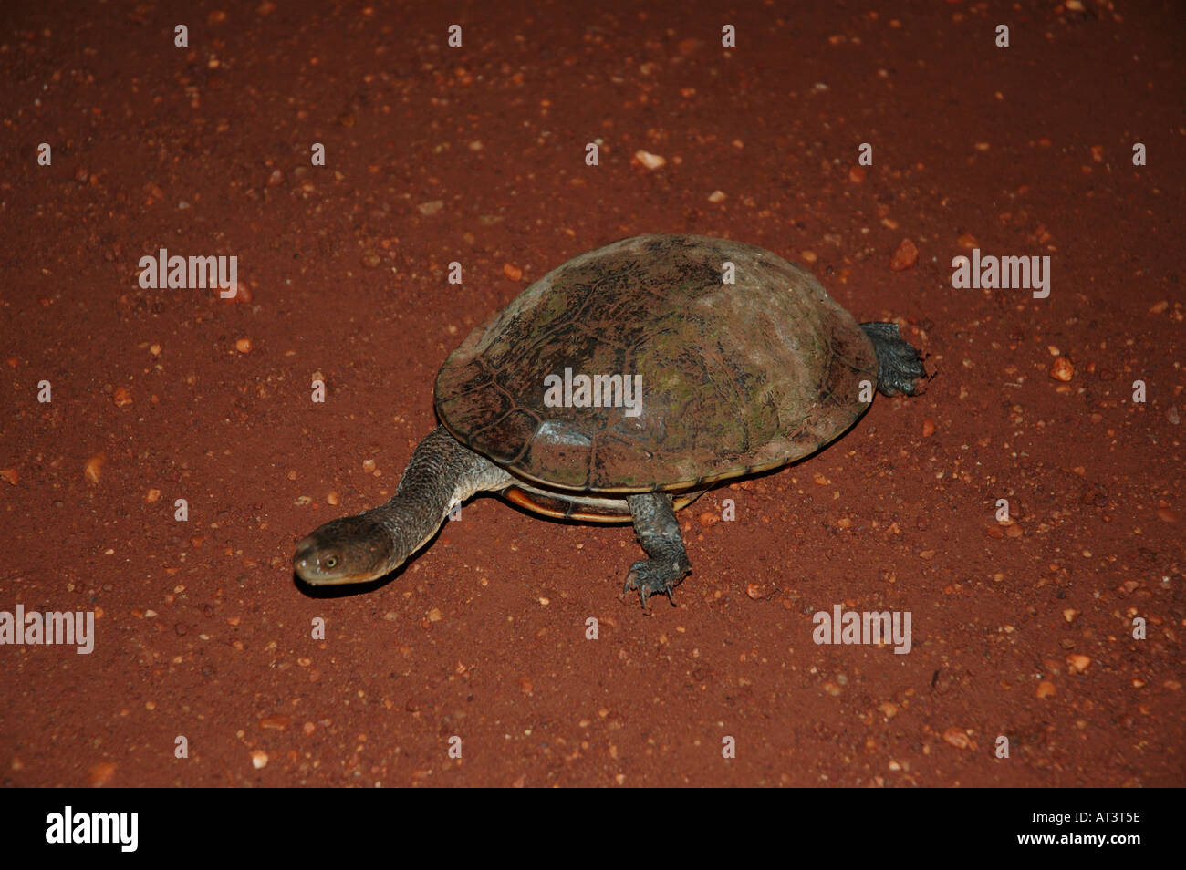 Australian Chelodina longicollis Eastern Snake-Necked Turtle Common ...