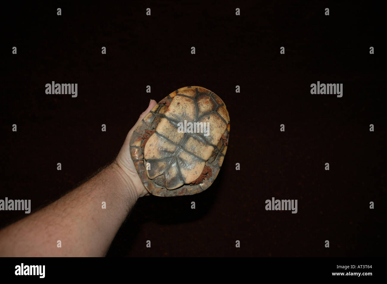 Australian Chelodina longicollis Eastern Snake-Necked Turtle Common ...