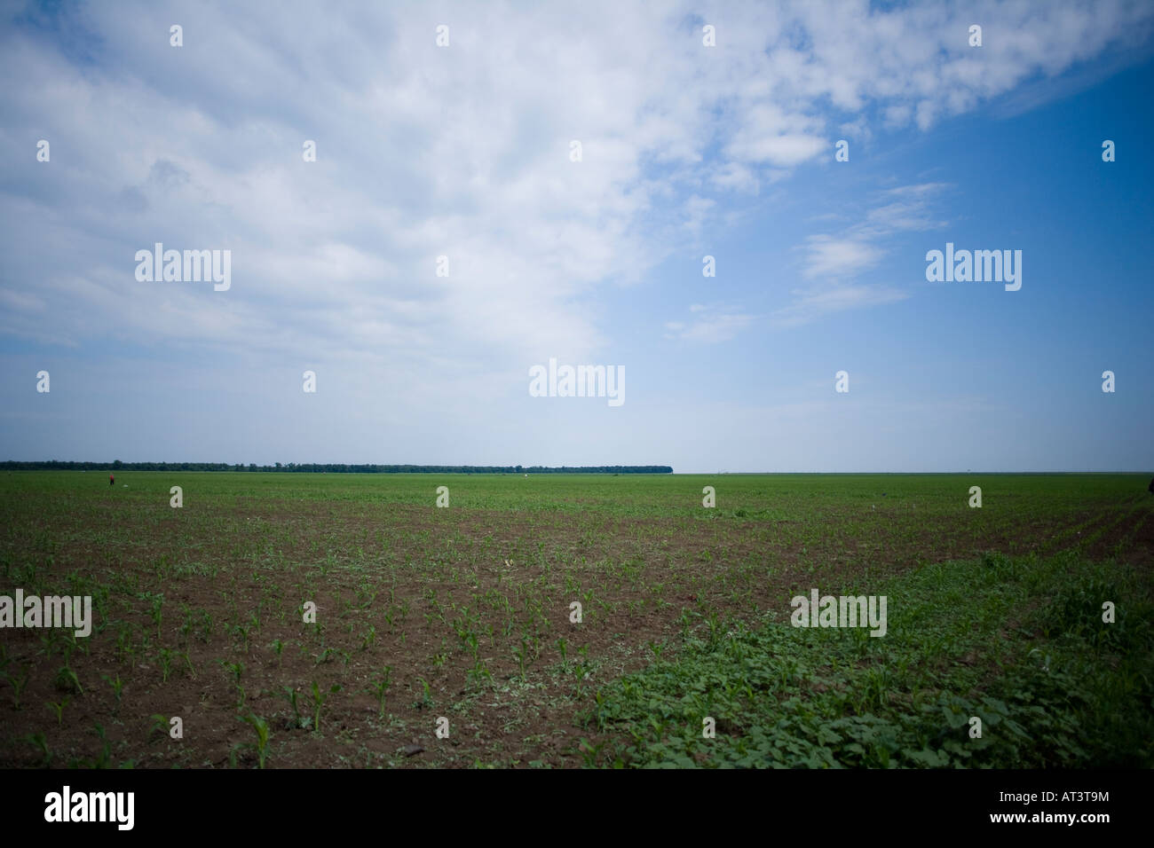 wide landscape with green field and blue sky Stock Photo - Alamy