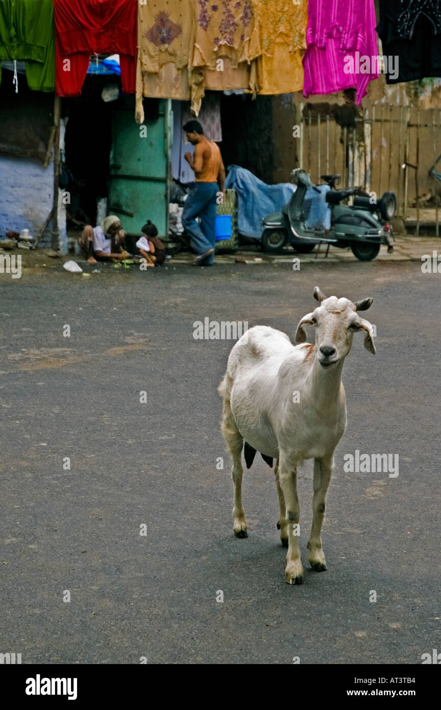 Washing goat hi-res stock photography and images - Alamy