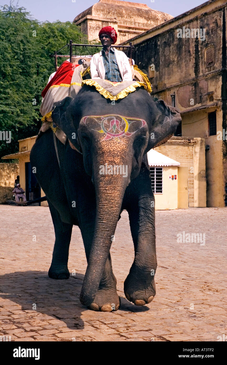 Elephant at the Amber Fort with its Mahoot Jaipur Rajasthan India Stock ...
