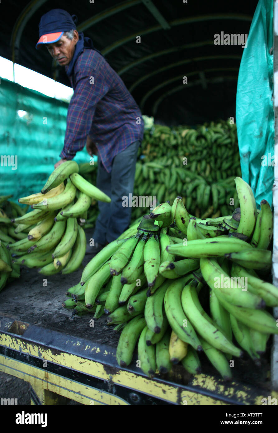 Bananas are wellknown export products of Colombia Stock Photo - Alamy