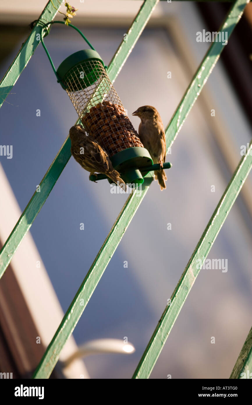 Birds pecking nuts on window rail Stock Photo - Alamy