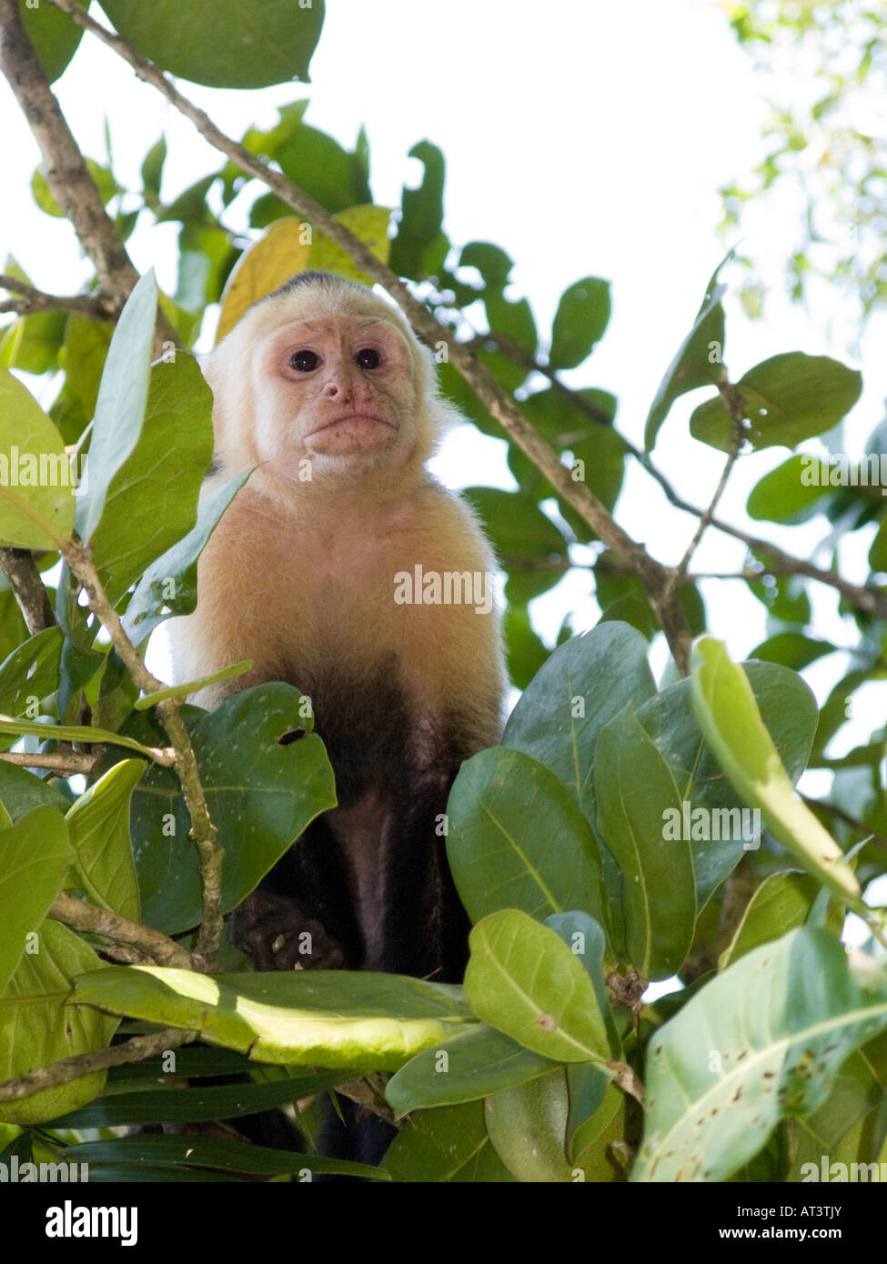 Monkey stealing food hi-res stock photography and images - Alamy