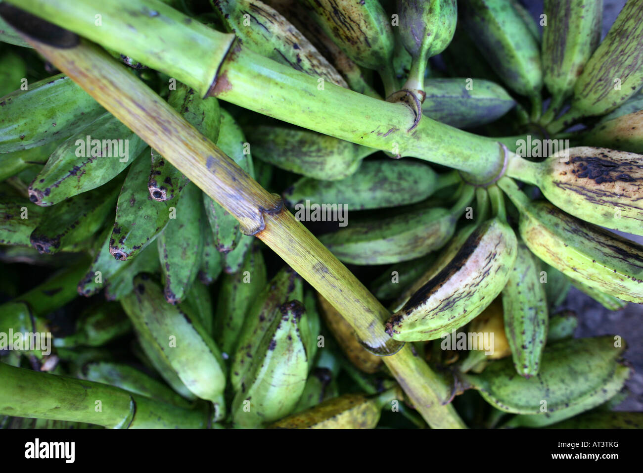 Banana export latin america hi-res stock photography and images - Alamy