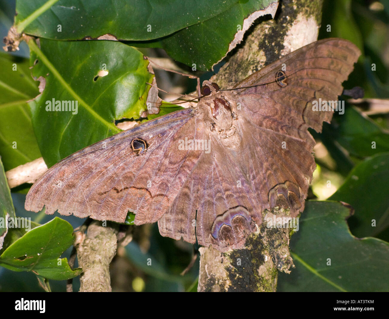 Costa Rican Moth High Resolution Stock Photography and Images - Alamy
