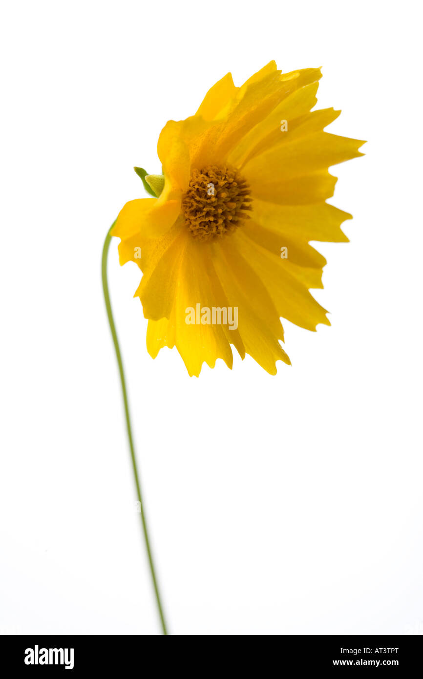 small single yellow field flower photographed on a white background in ...