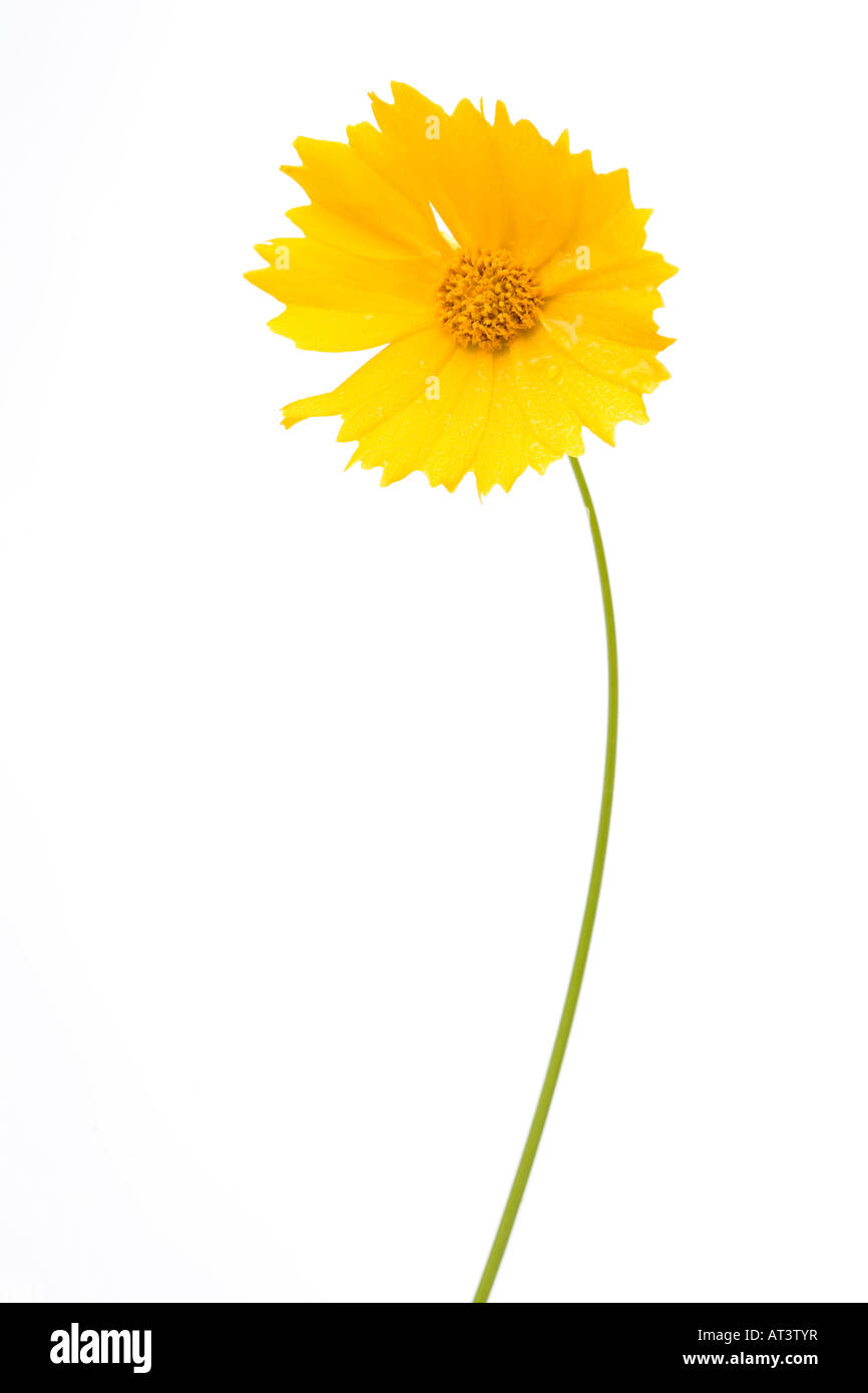 small single yellow field flower photographed on a white background in ...