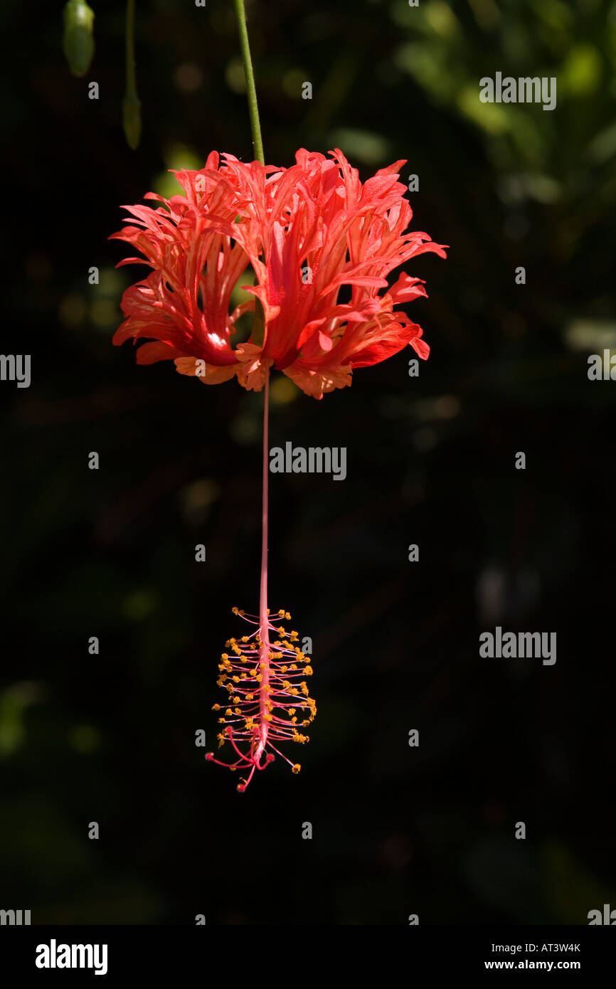 Costa Rica Uvita Red Fringed Hibiscus flower Hibiscus schizopetalus ...