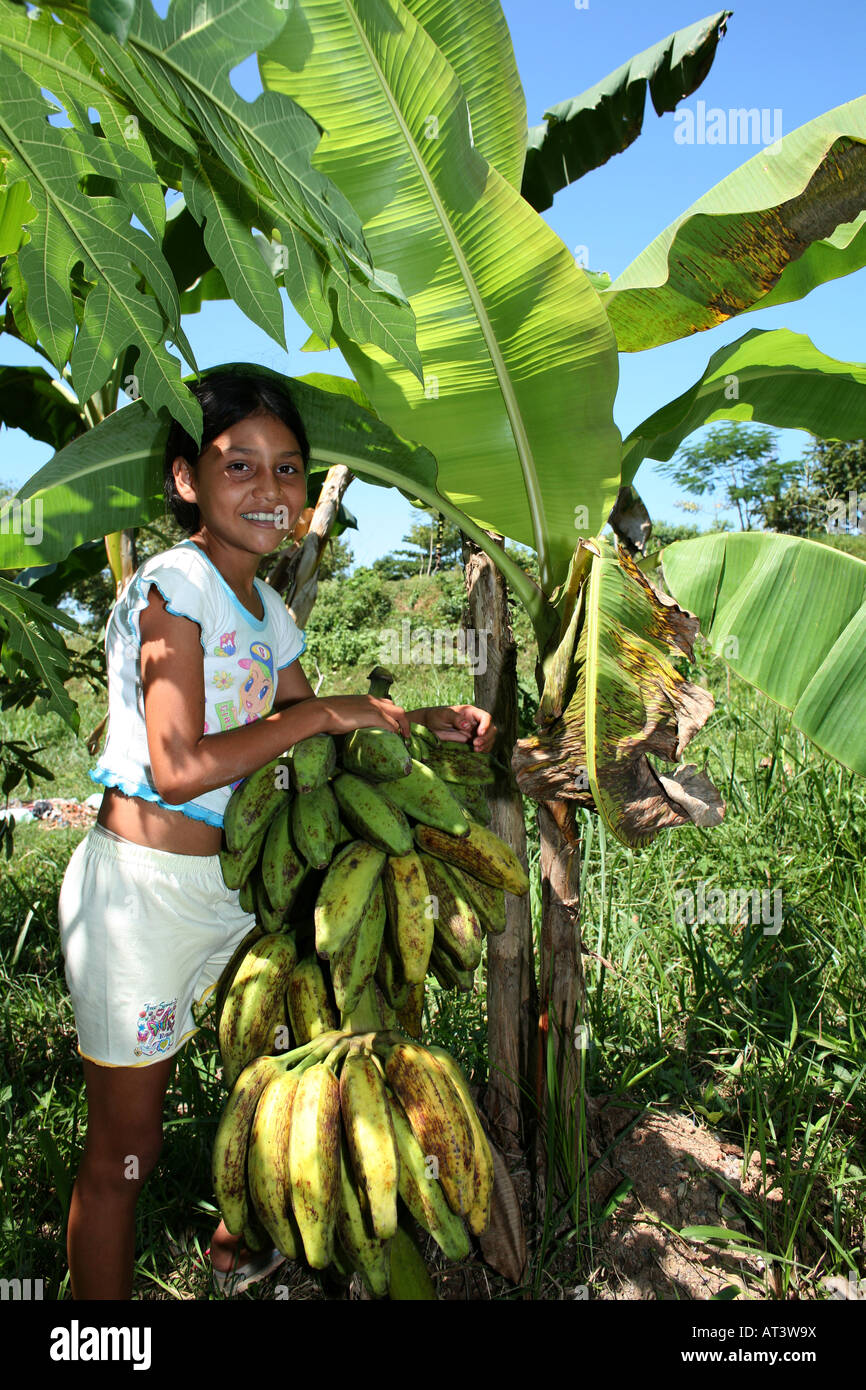 Bananas are wellknown export products of Colombia Stock Photo - Alamy