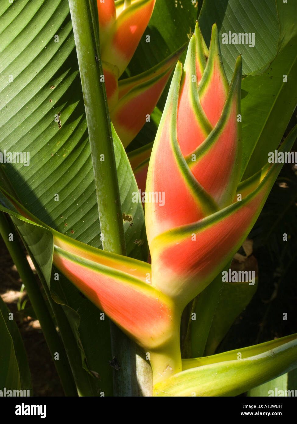 Costa Rica Osa Peninsula Drake flora Heliconia flower close detail ...