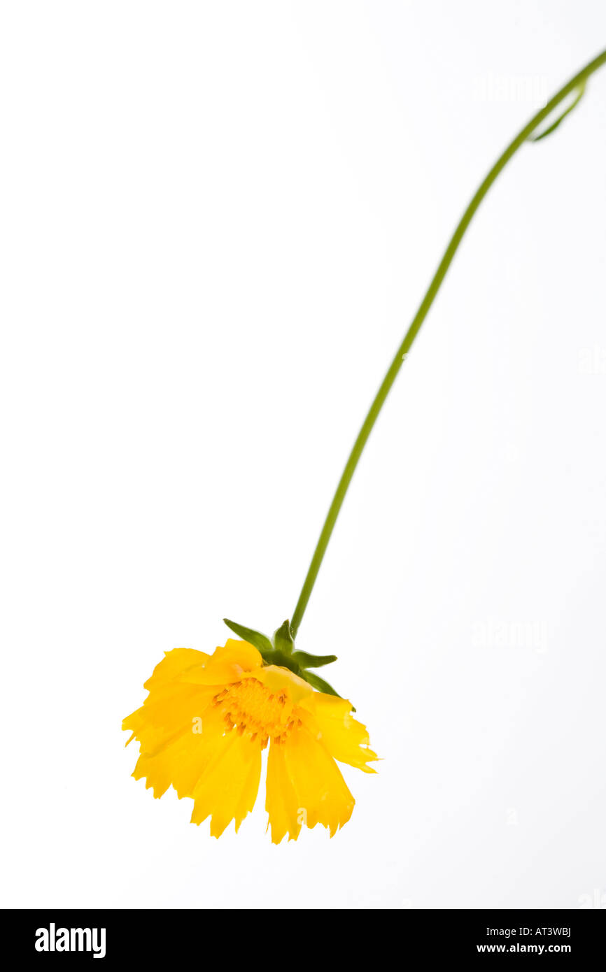 small single yellow field flower photographed on a white background in ...