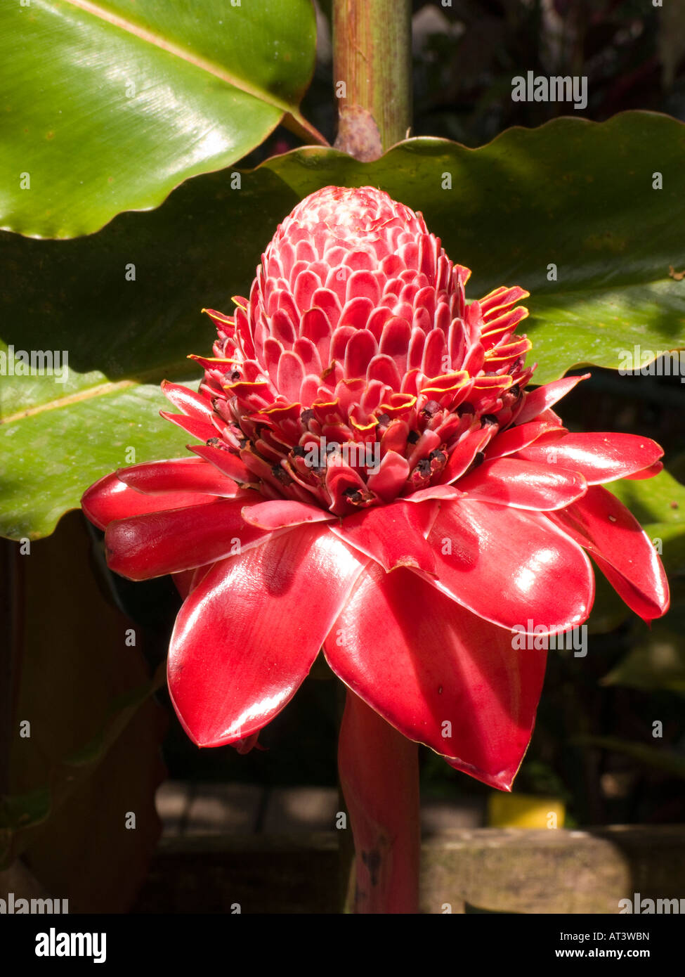 Costa Rica Osa Peninsula Drake flora torch ginger flower Stock Photo ...