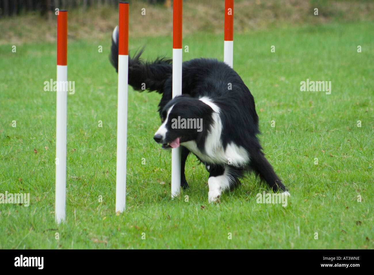 Stock image of black white Border Collie racing through the weaving ...