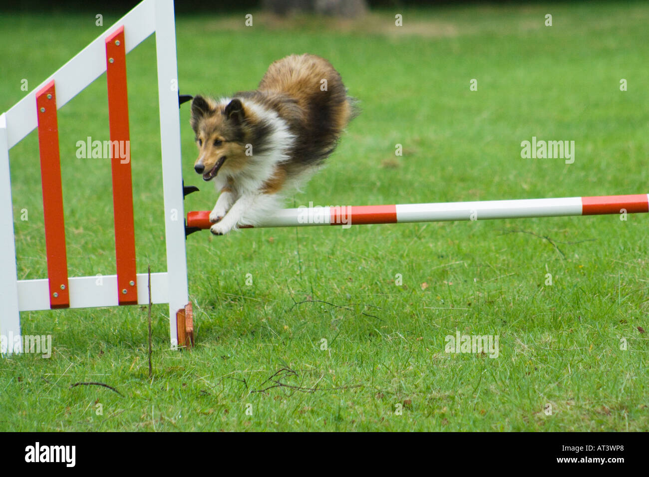 Stock Image of Shetland Sheepdog Sheltie leaping over the Jump of a Dog ...