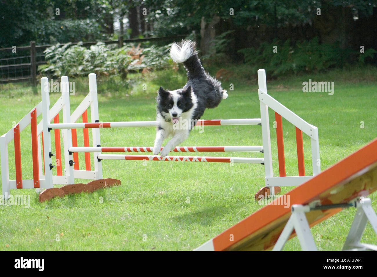 Dog Agility Border Collie