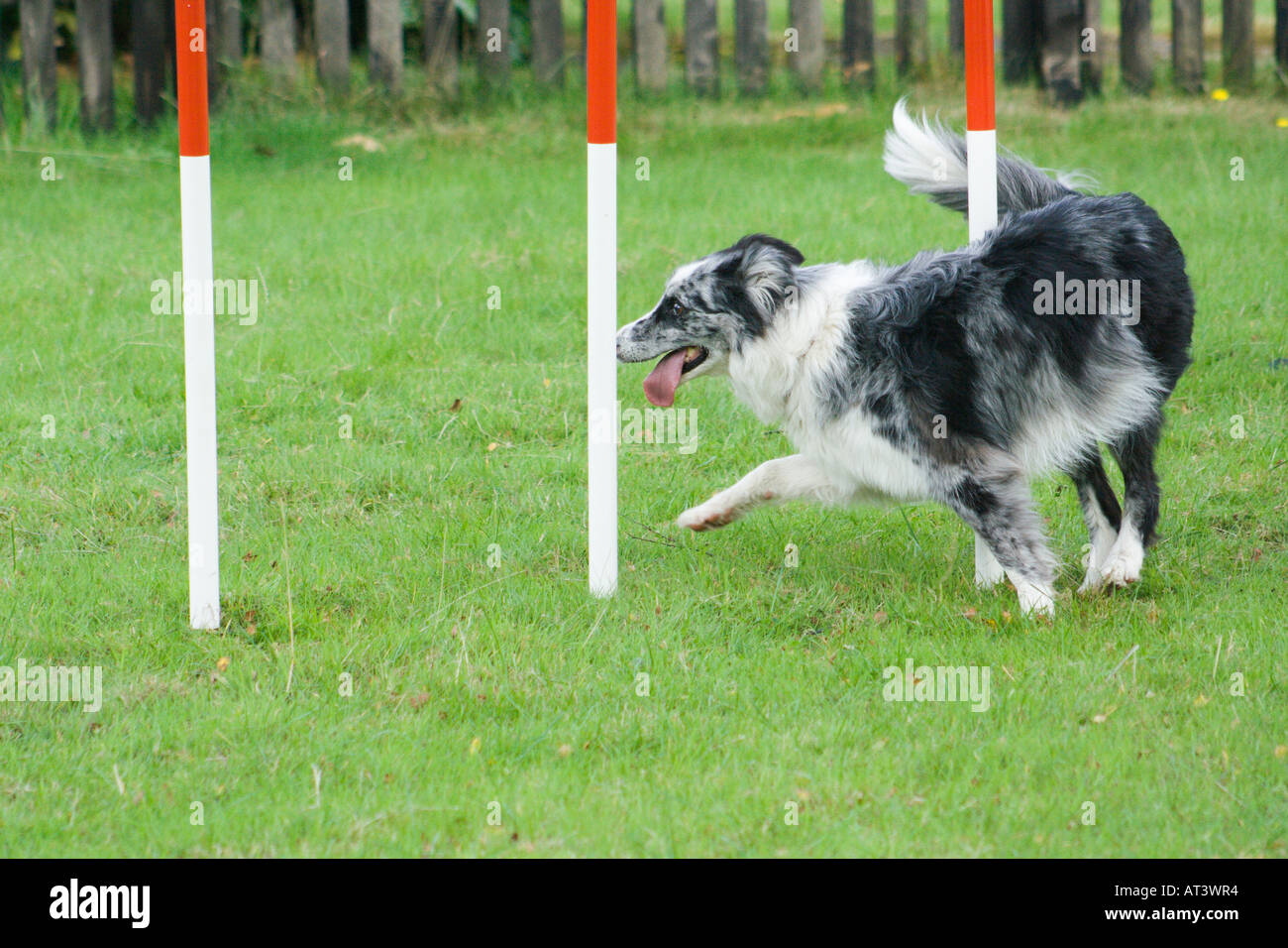 Blue Merle Border Collie running through the Weaving Poles of a Dog ...