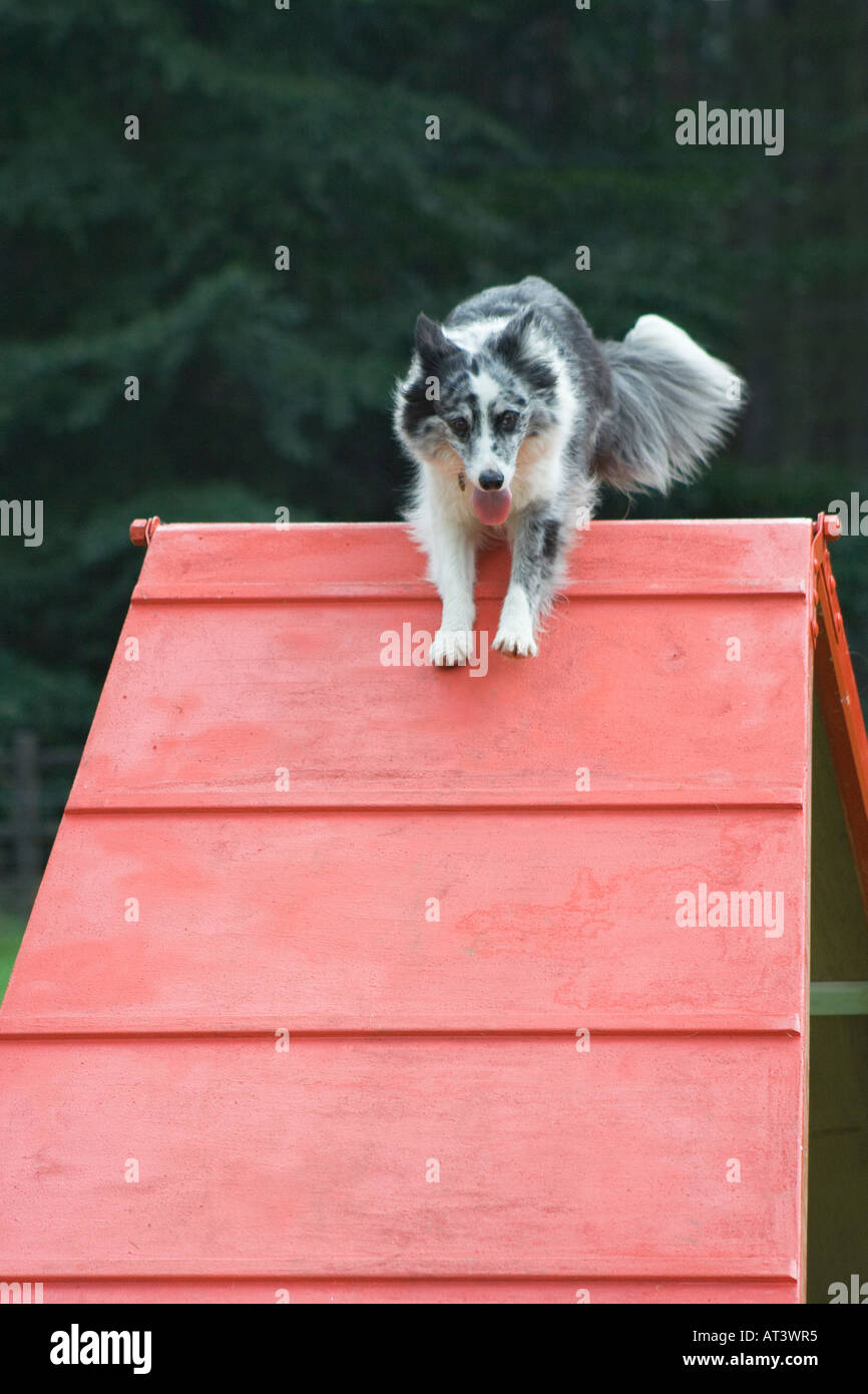 Blue Merle Border Collie racing over the A Frame of an agility course ...