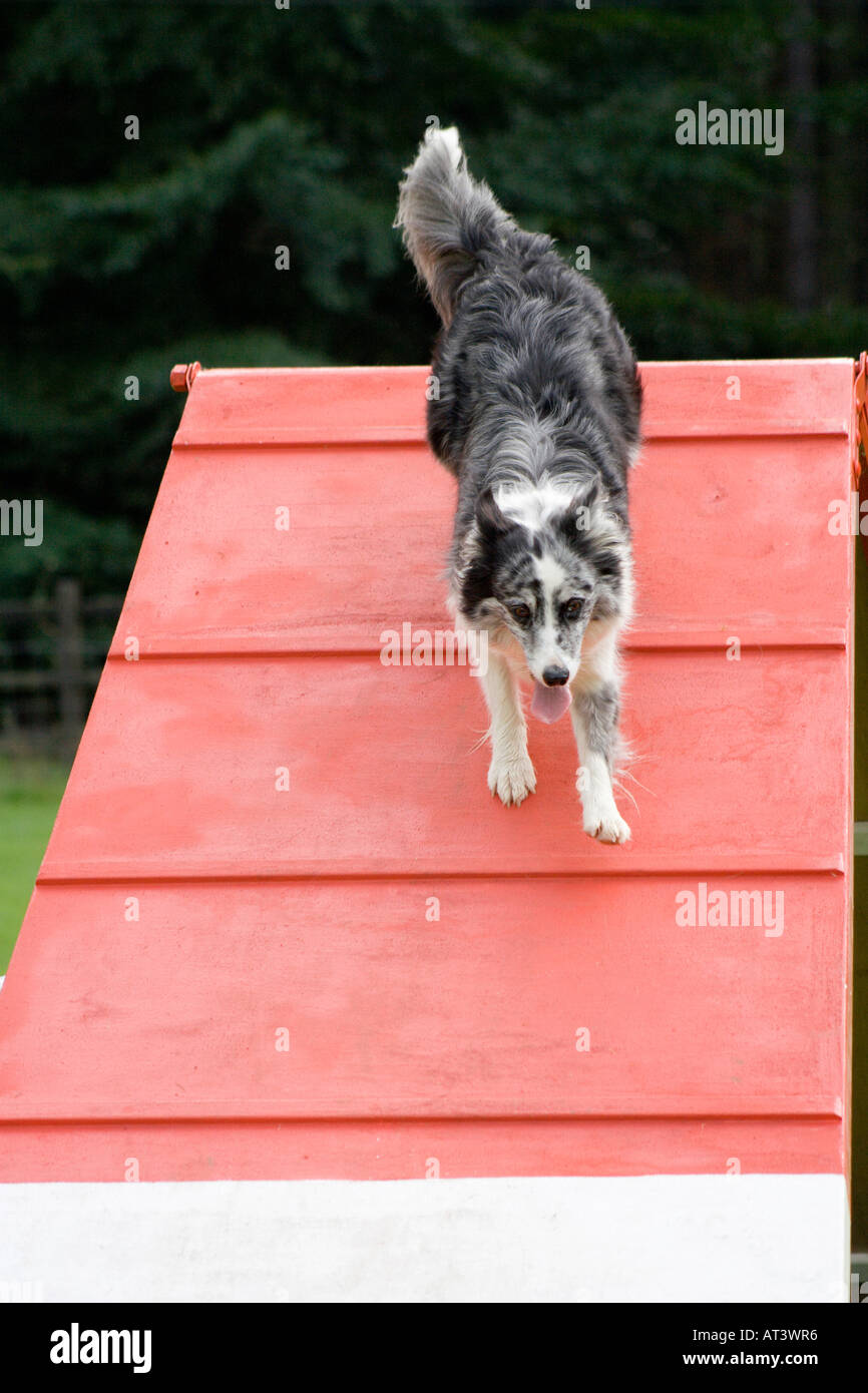 Stock Image of a Blue Merle Border Collie racing over the A Frame of an ...