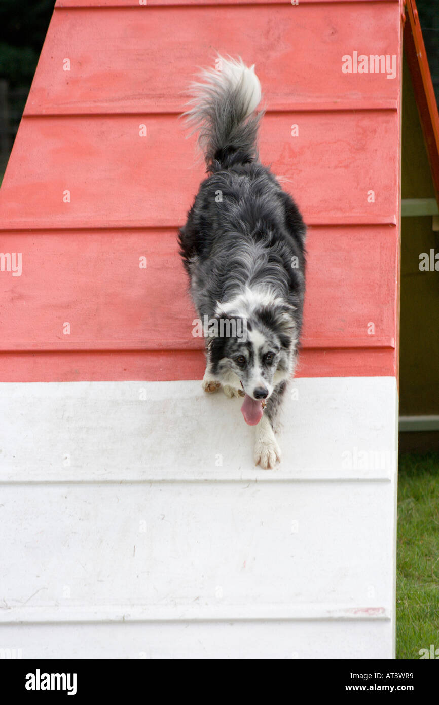 Blue Merle Border Collie racing over the A Frame of an agility course ...