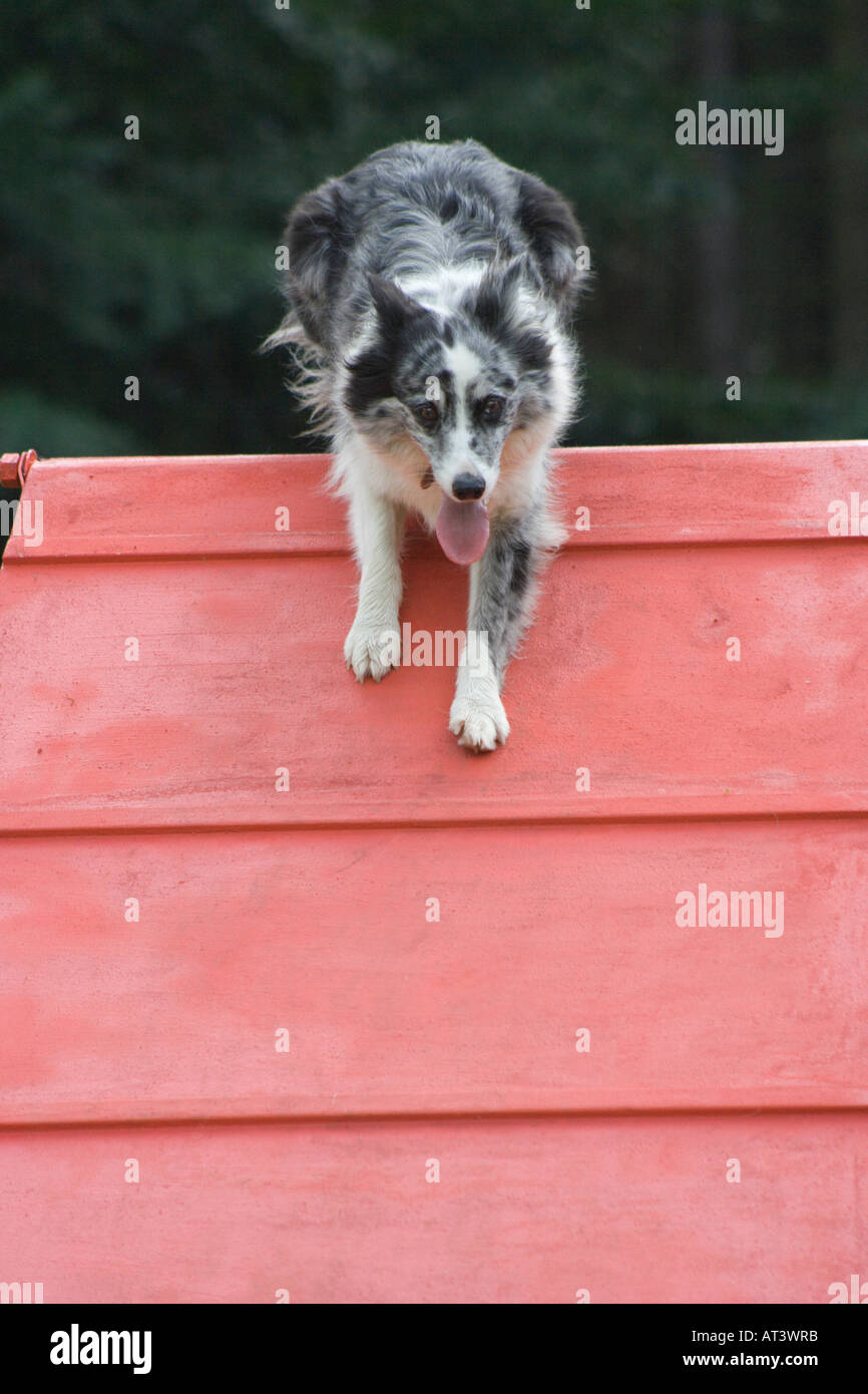 Blue Merle Border Collie racing over the A Frame of a Dog Agility ...