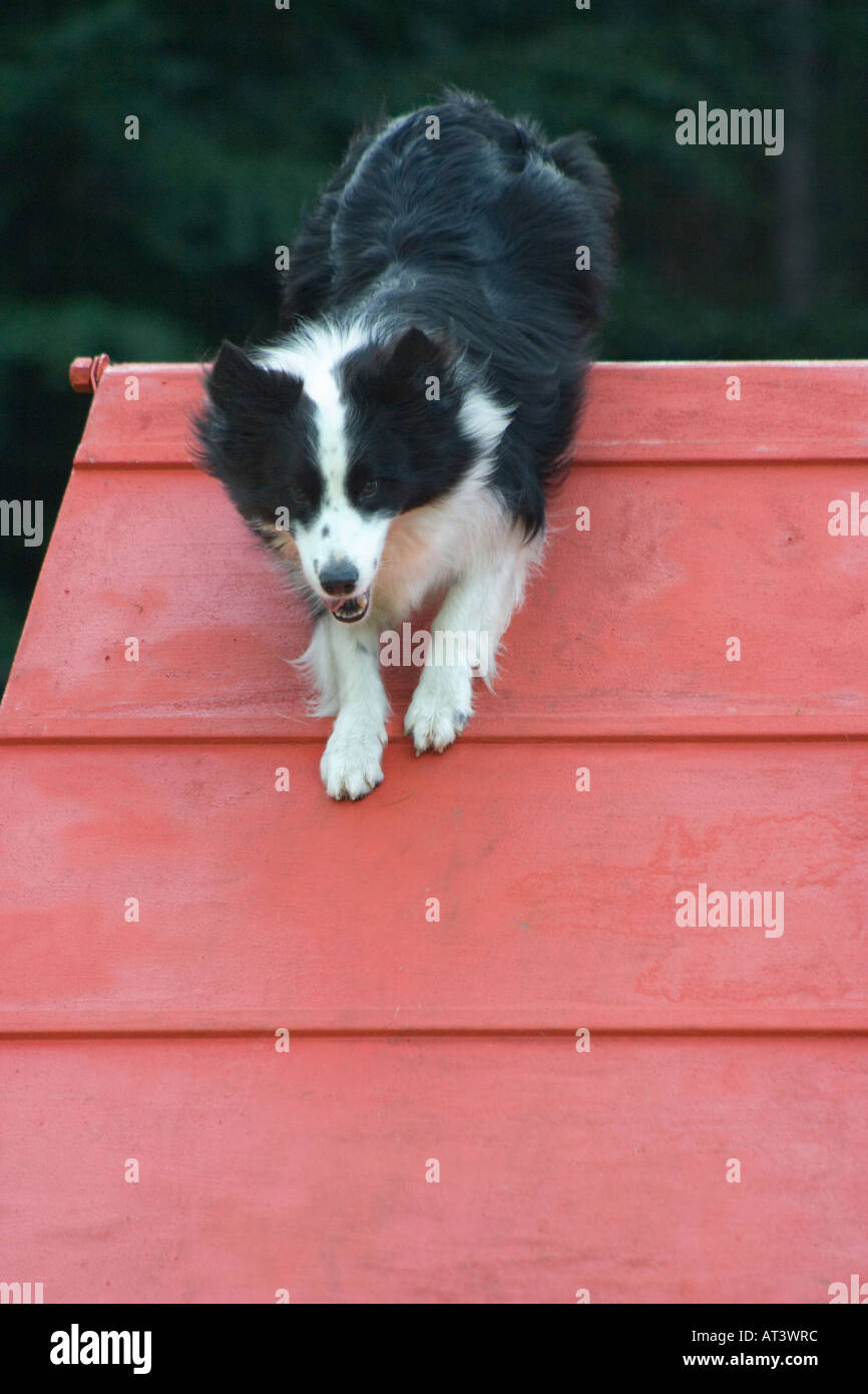 Stock Image of a Black and White Border Collie racing over the A Frame ...
