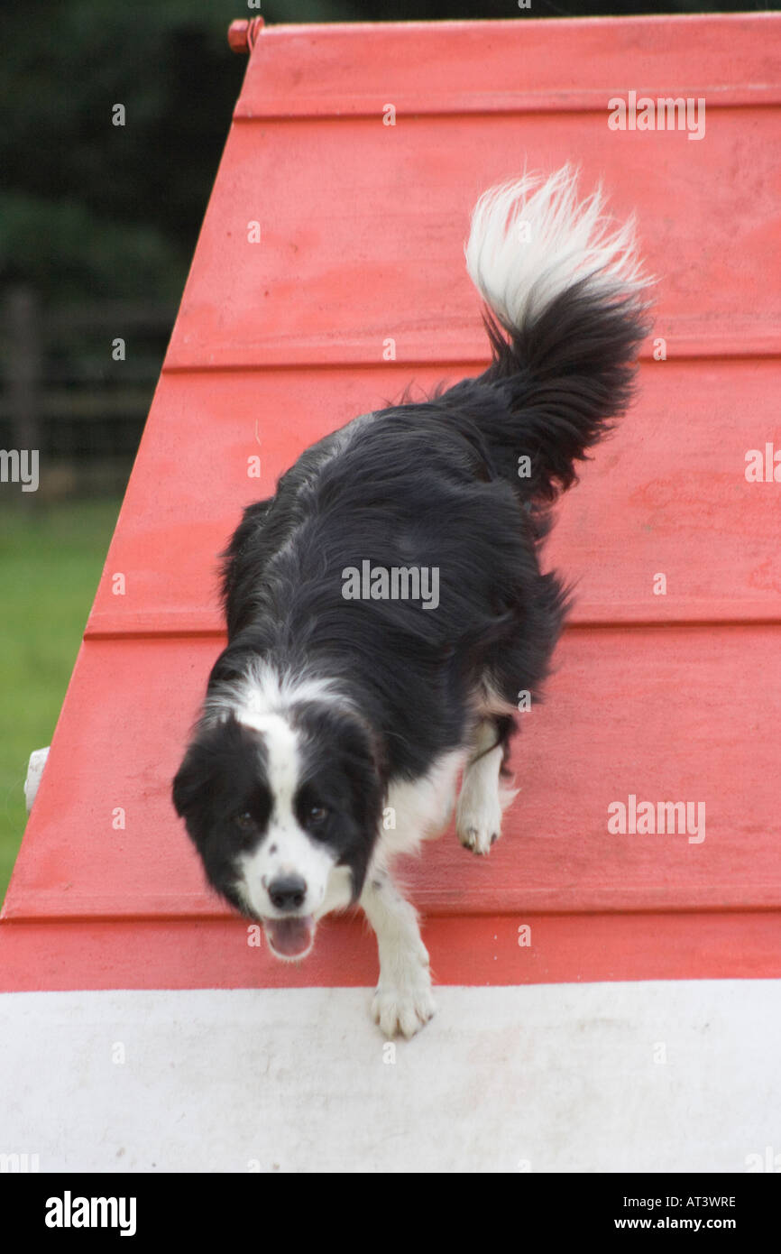 Stock Image of a Black and White Border Collie racing over the A Frame ...