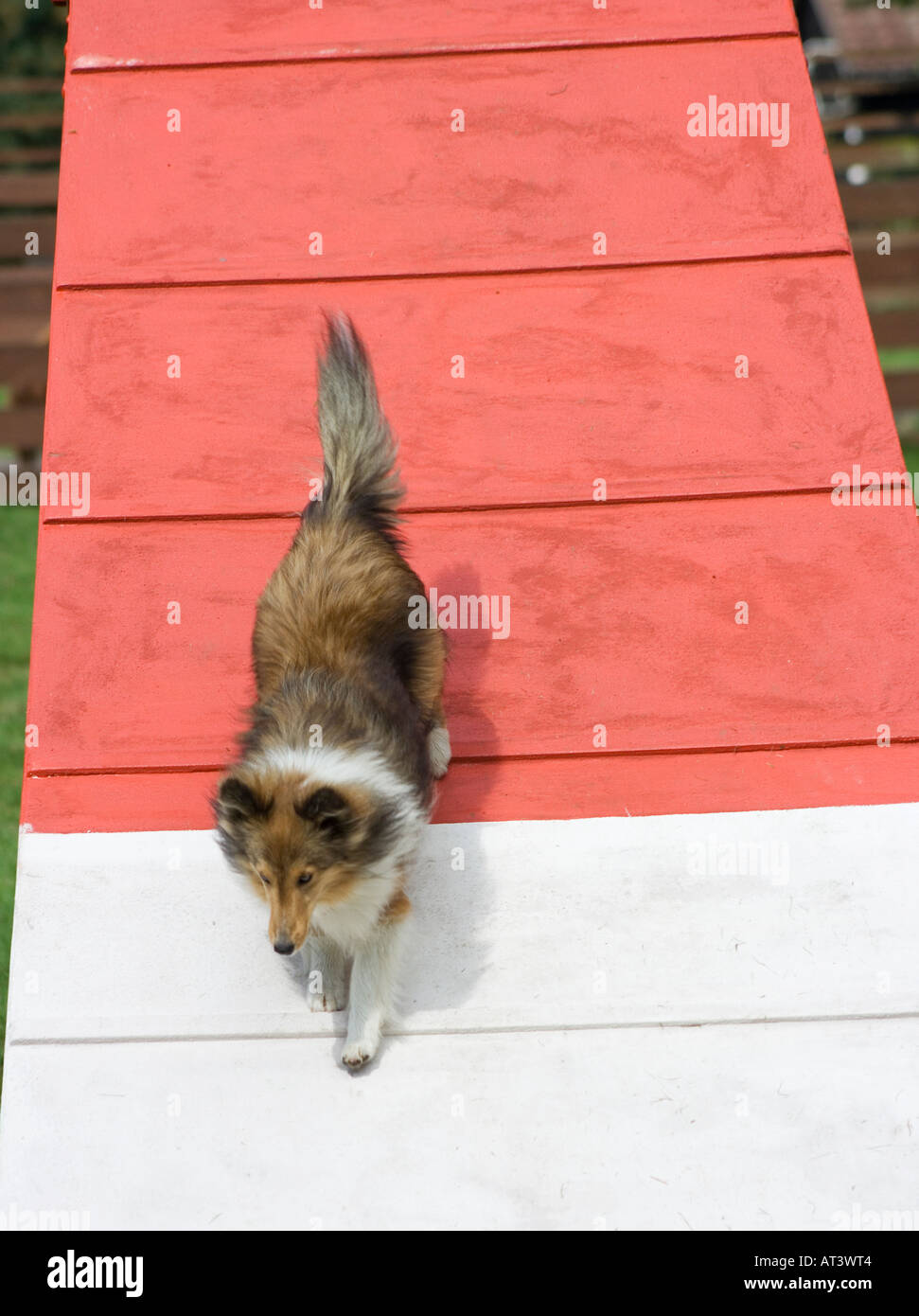 Shetland Sheepdog or Sheltie Racing over the top of the A Frame of a ...