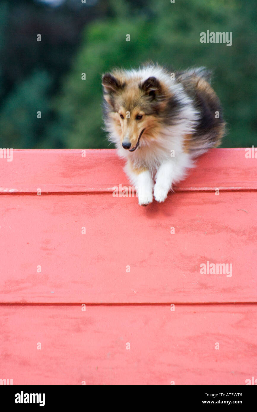 Shetland Sheepdog or Sheltie Racing over the top of the A Frame of a ...