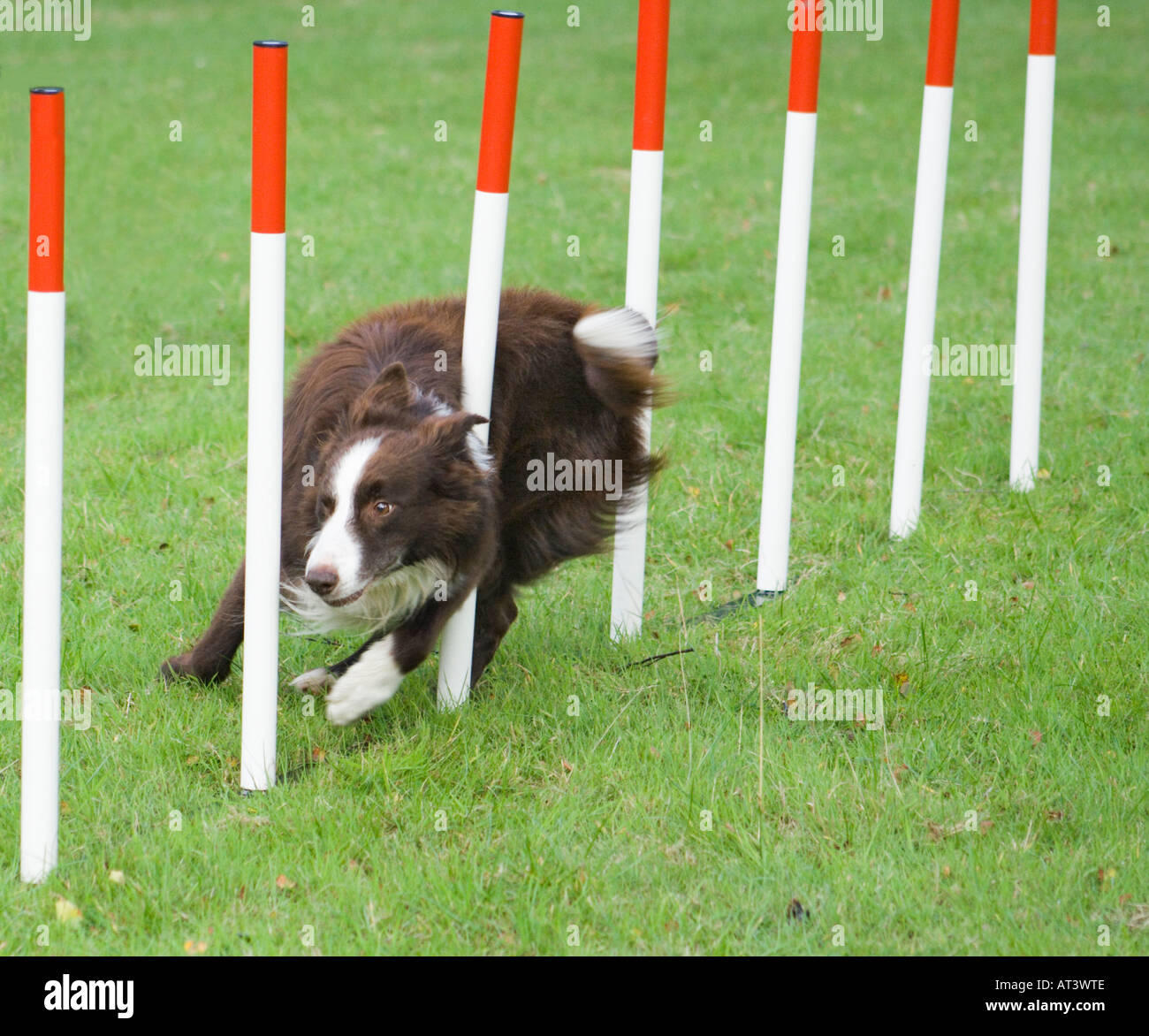 Red Border Collie racing through the Weaving Poles of a Dog Agility ...