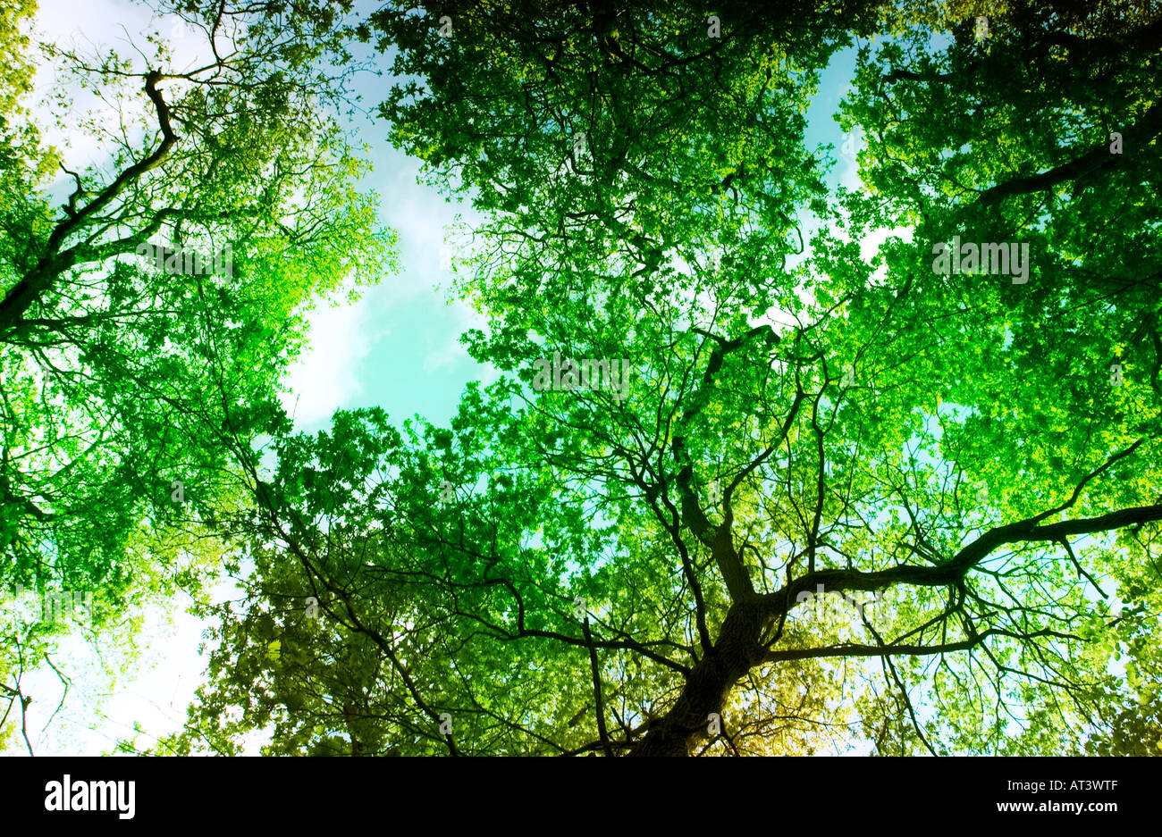 Canopy of trees and branches in woodland Stock Photo - Alamy