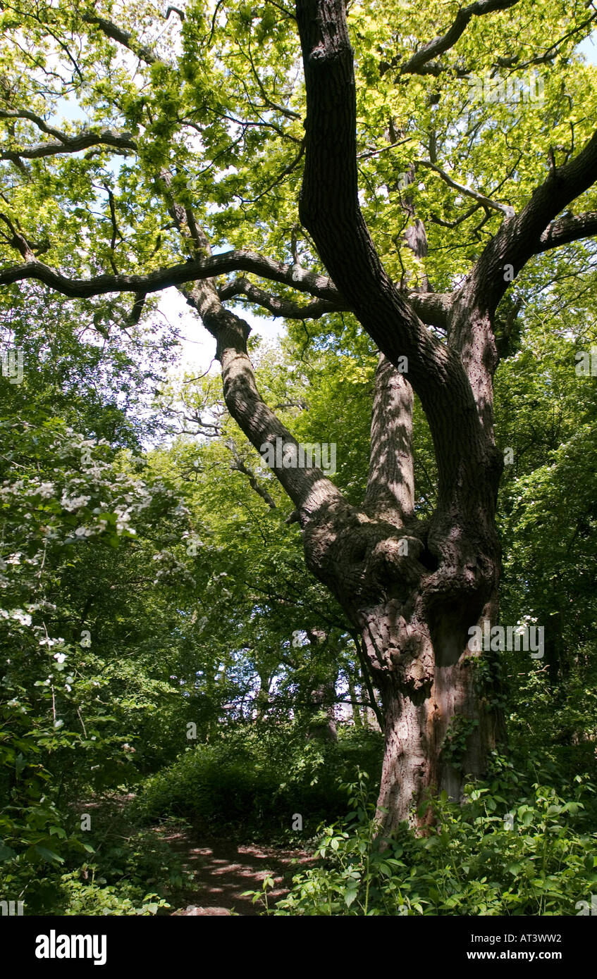 Woodland path at Chigwell Row Nature Reserve Essex England Stock Photo ...