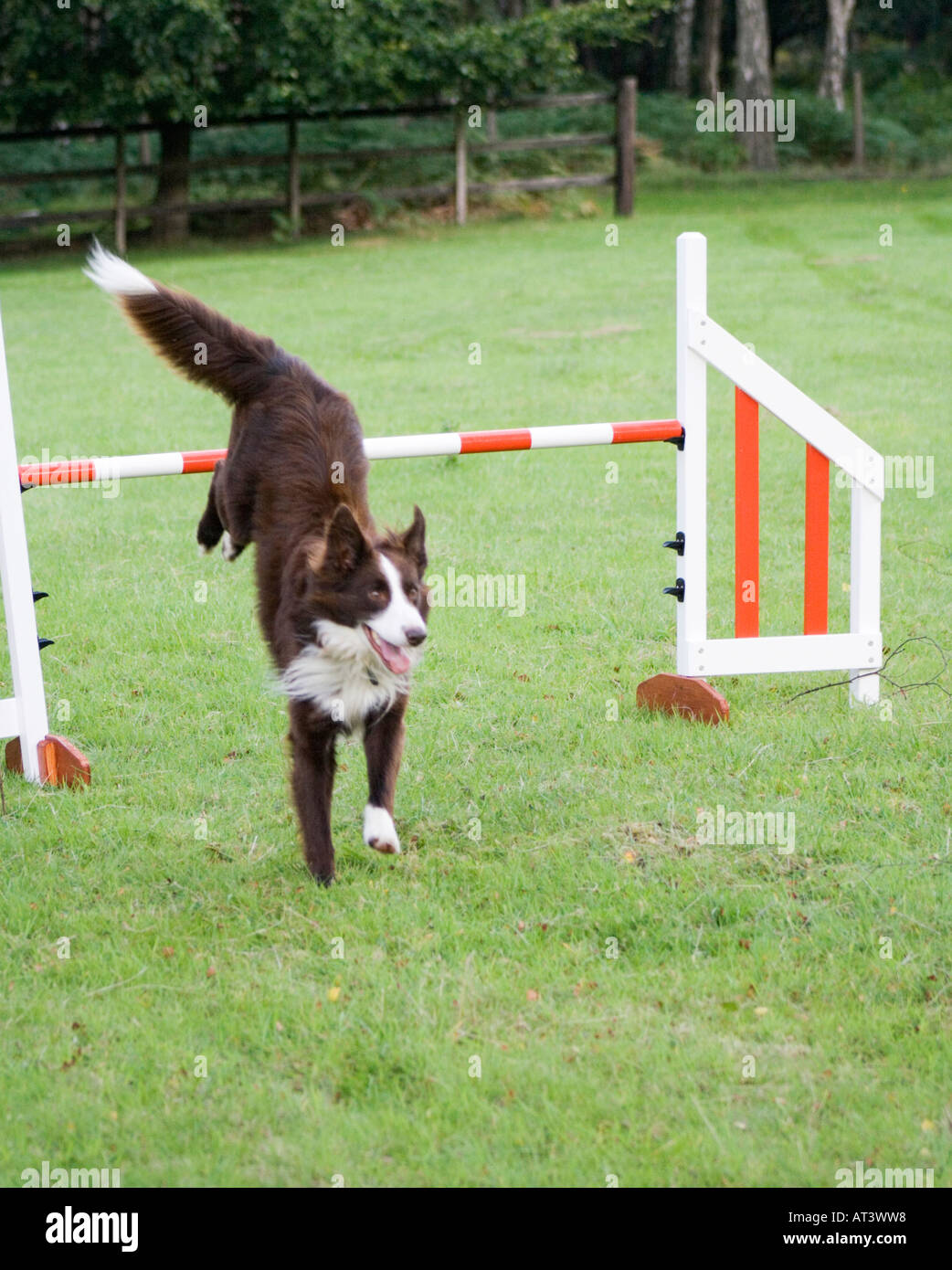Red Border Collie leaping over a Jump in a Dog Agility Course Stock ...