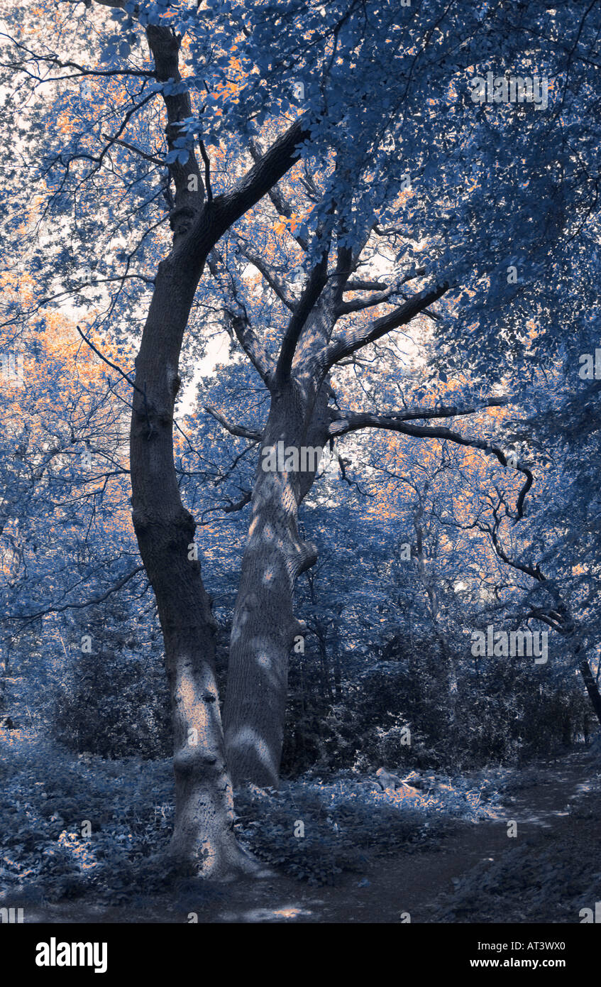 Tree trunks in woodland with purple tint Stock Photo - Alamy