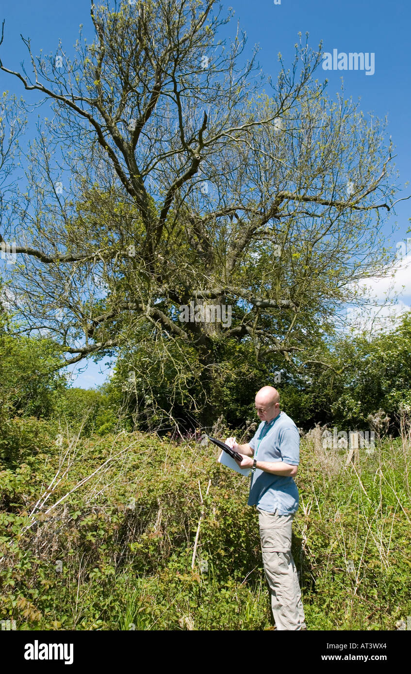 Tree warden doing a heritage tree survey in old hedgerows looking for ...