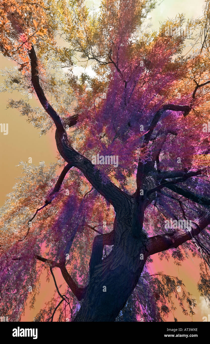 Large tree growing upward into bright sky and sun sepia tint Stock ...