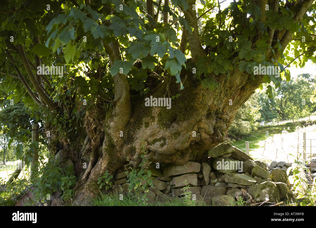 Sycamore hedge hi-res stock photography and images - Alamy