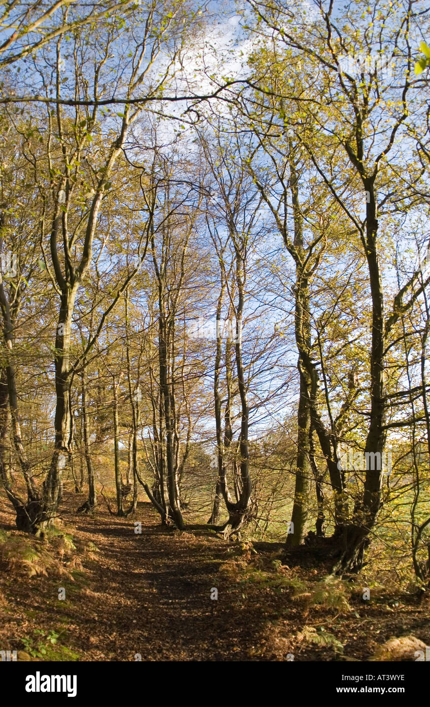 Woodland walk with trees in Autumn sunlight Stock Photo - Alamy