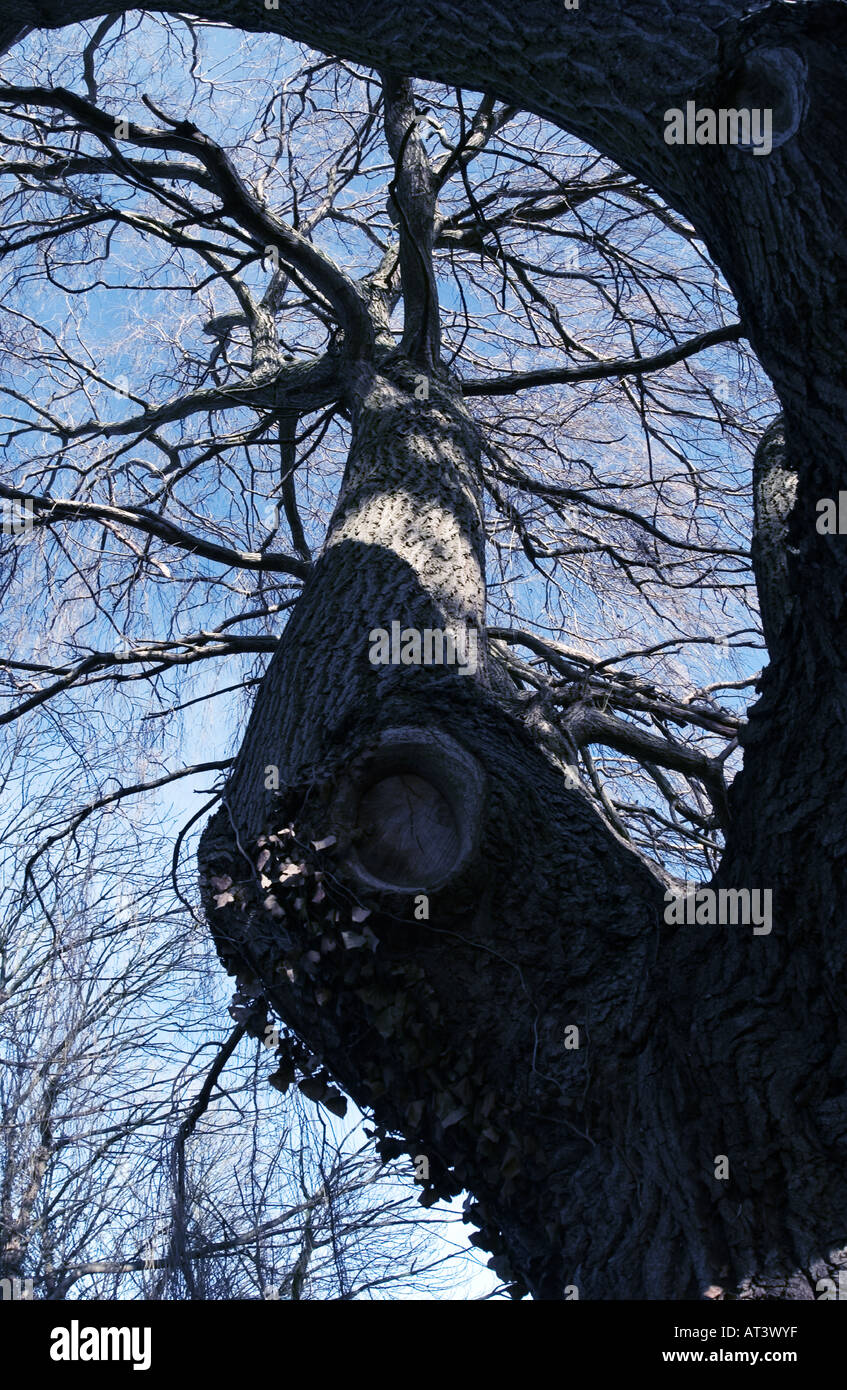 Branches shade dapple hi-res stock photography and images - Alamy