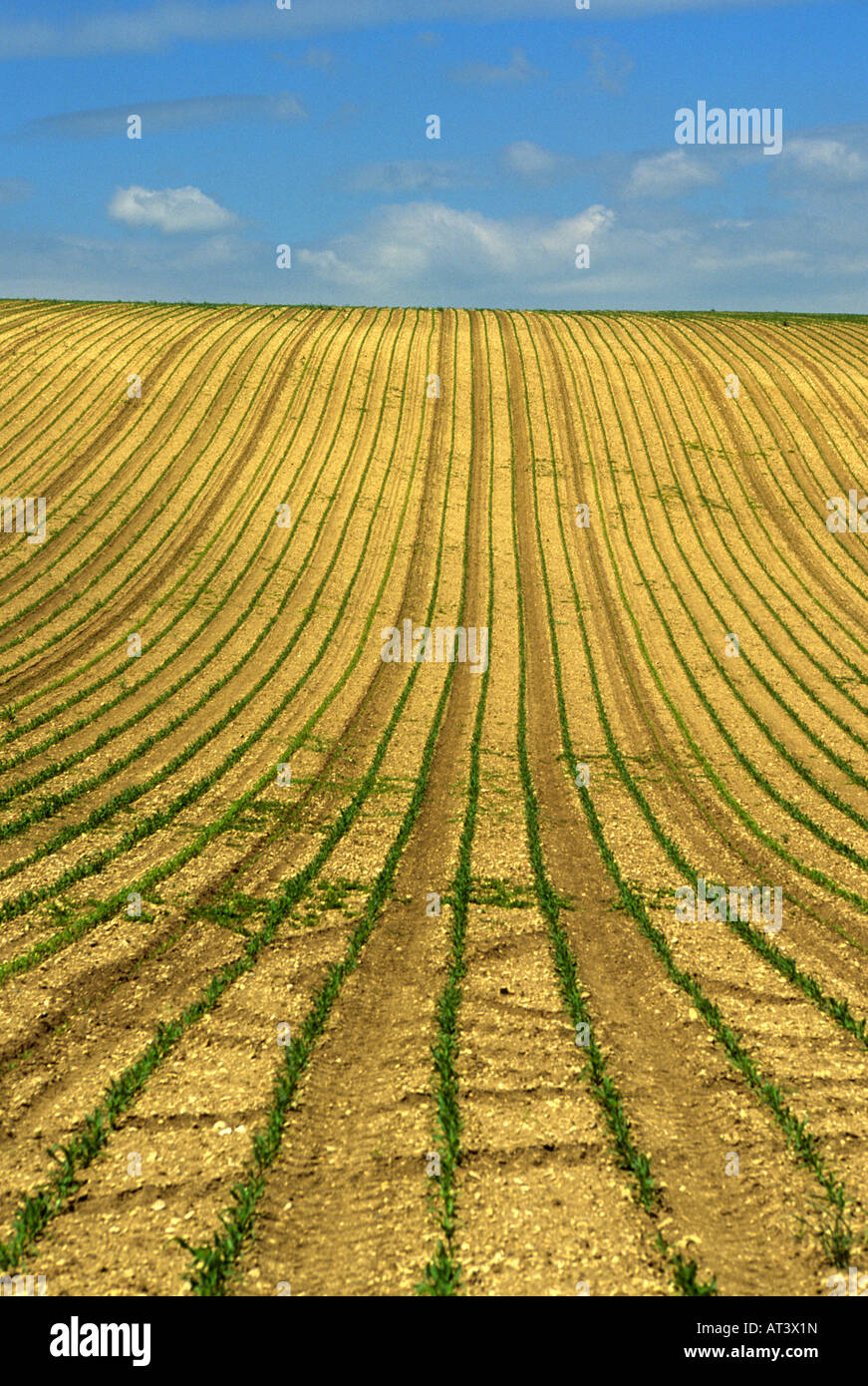 Shoots of a cereal crop starting to grow in a field in spring Stock ...
