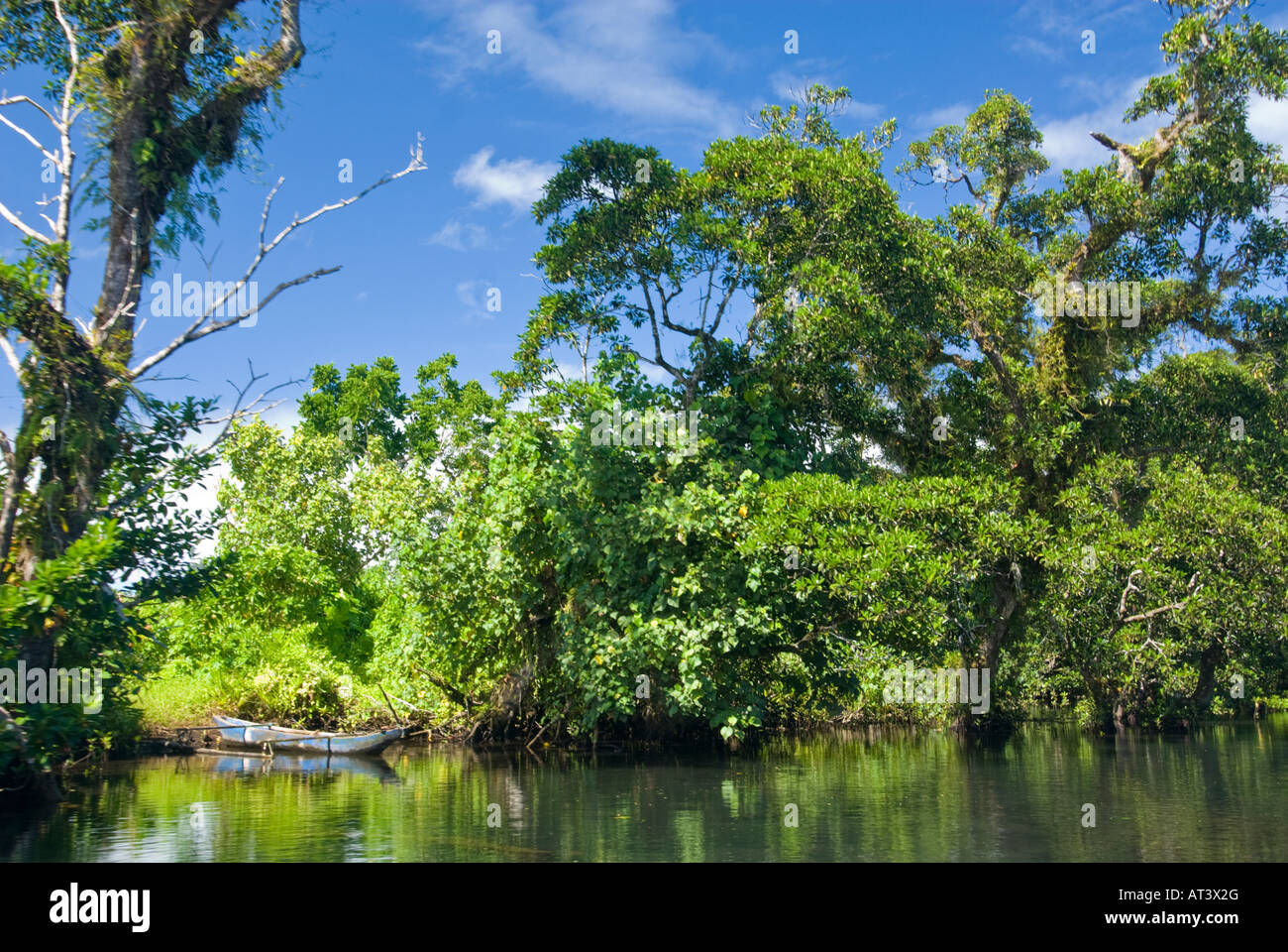 wetlands mangroves trail Samoa Upolu south coast near SAANAPU Saanapu ...