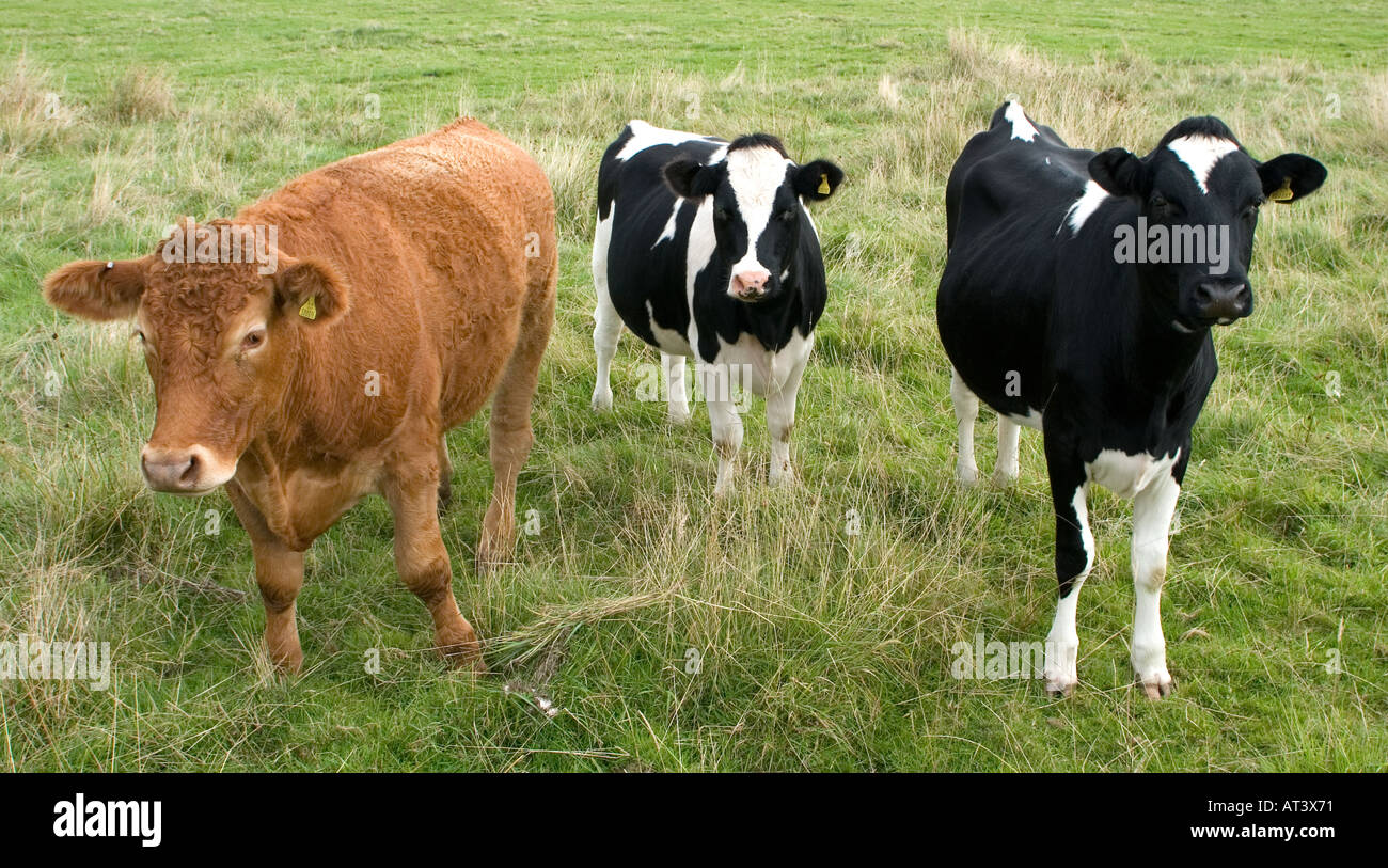 Trio of cows hi-res stock photography and images - Alamy