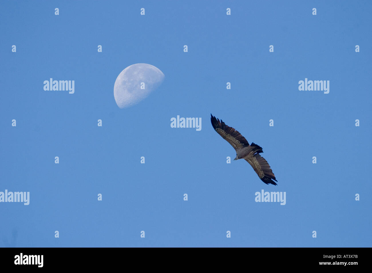 Vulture with moon hi-res stock photography and images - Alamy