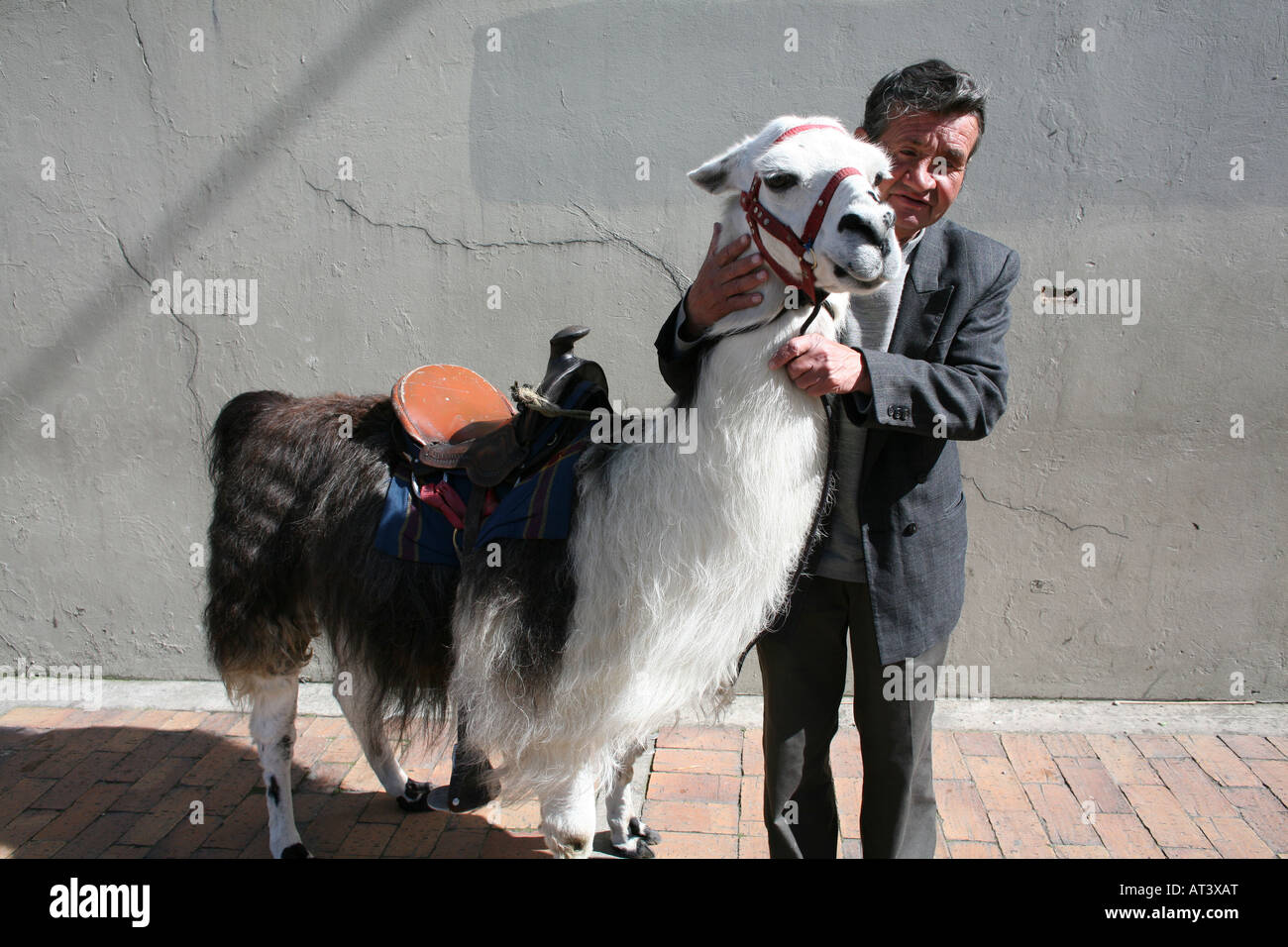 Man with lama Stock Photo - Alamy