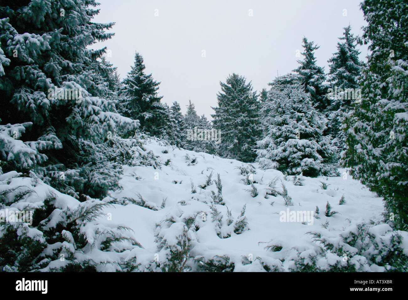 Winter landscape beautiful snow in the forest Stock Photo - Alamy